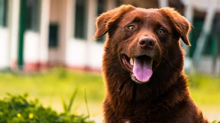 Chien roux avec la bouche ouverte