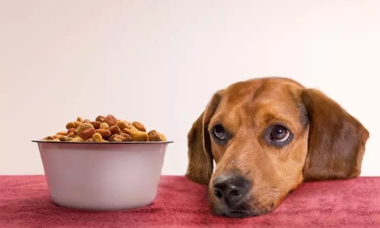 Cane e una ciotola di cibo secco