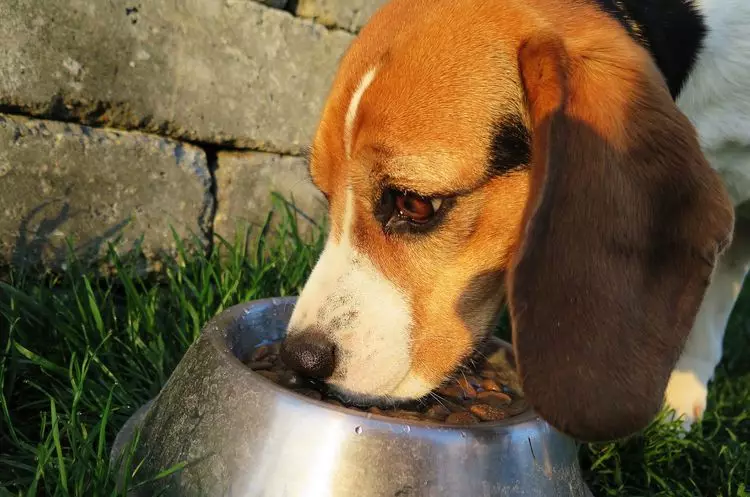 Nourriture pour chien chéri