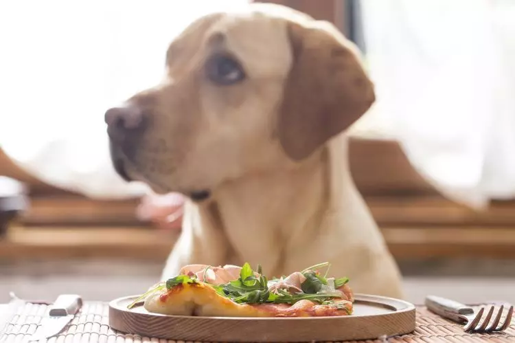 Labrador à table