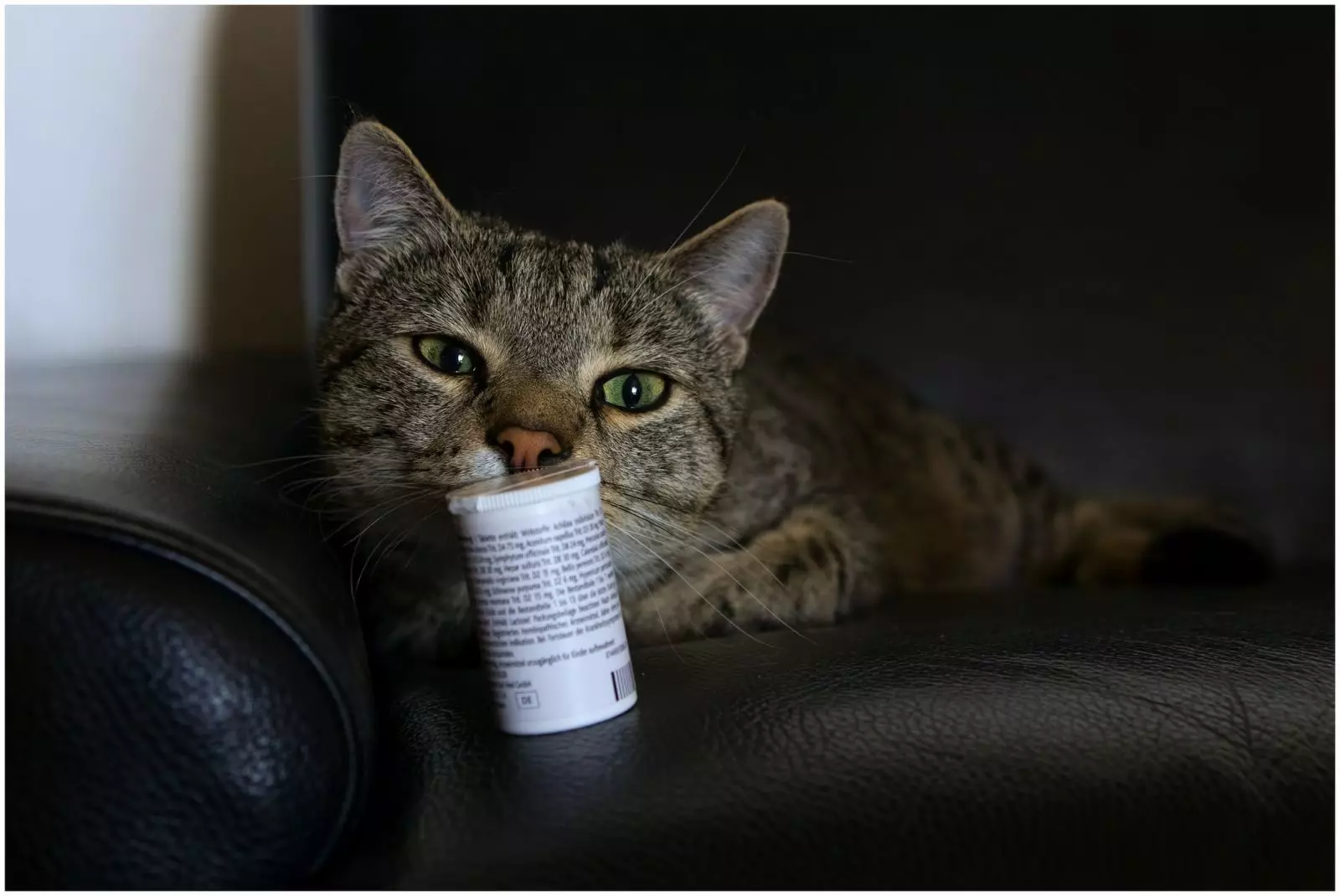 Katt med en burk med piller för maskar