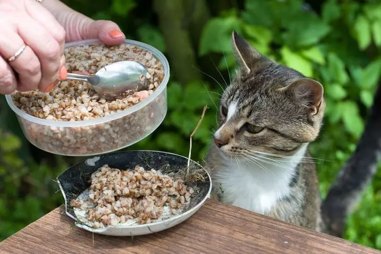 Buckwheat ແມ່ນ poured ເຂົ້າໄປໃນ cat ໄດ້