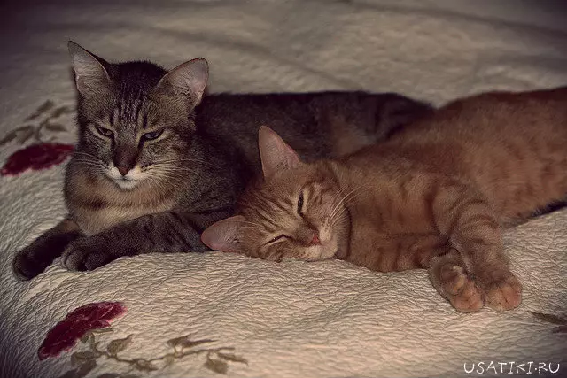 Nakakalason sa mga pusa at pusa: sintomas at paggamot sa bahay 275_3