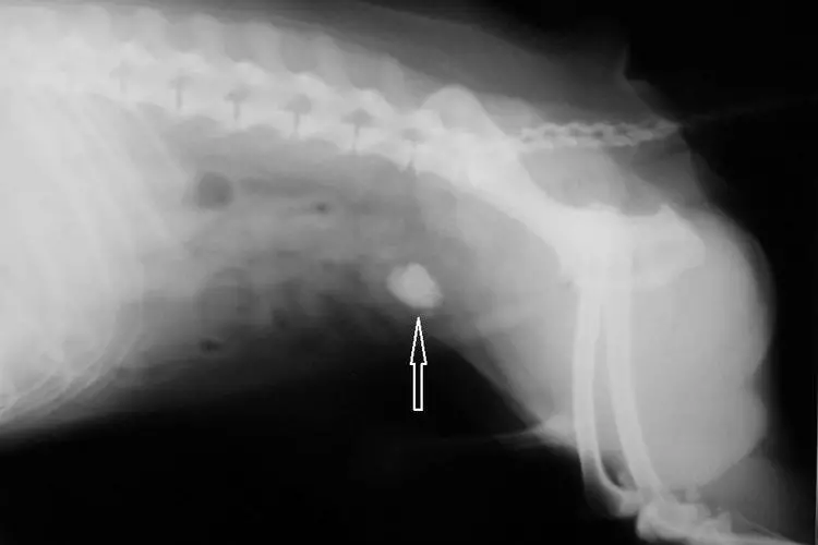 ICD-vel rendelkező macska röntgenfelvétele