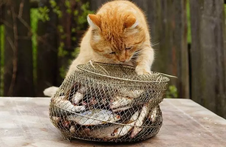 Katze und Fisch