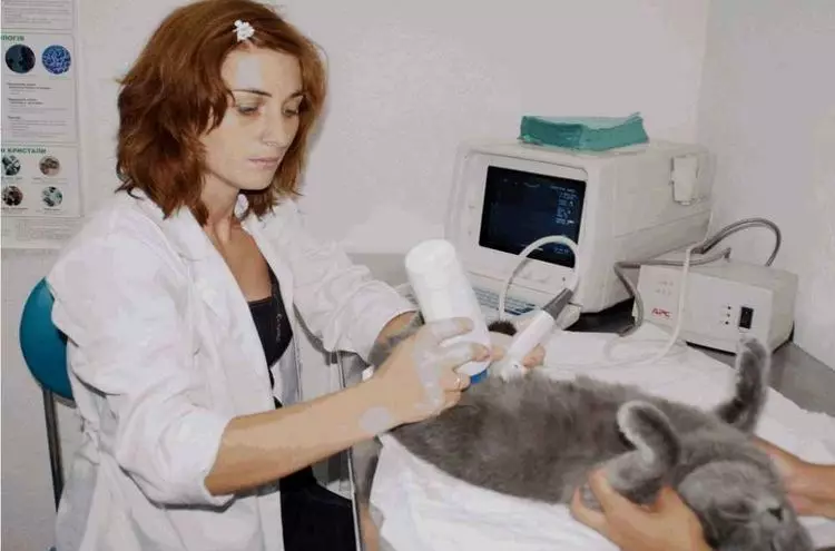 Ultrazvuk pro kočku
