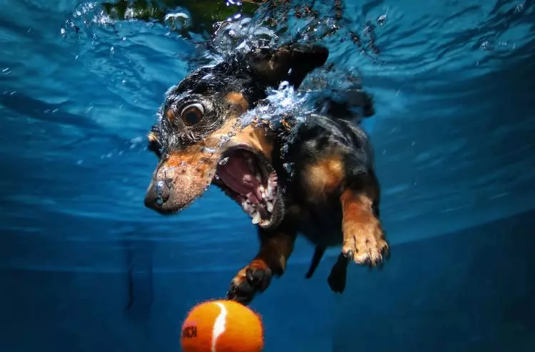 Perro se baña en la piscina