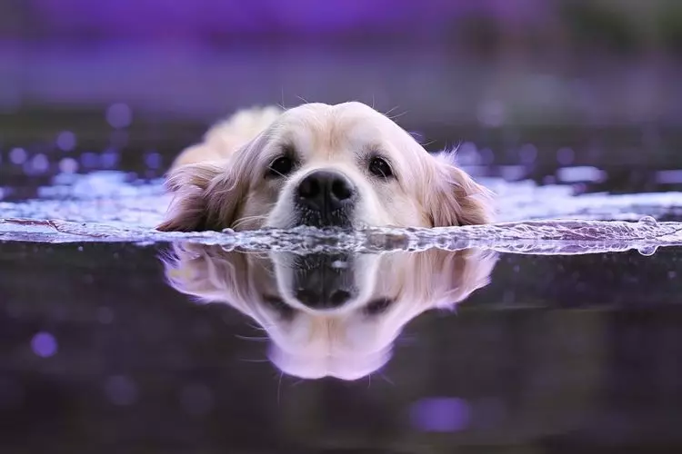 El perro perdiguero nada en el estanque