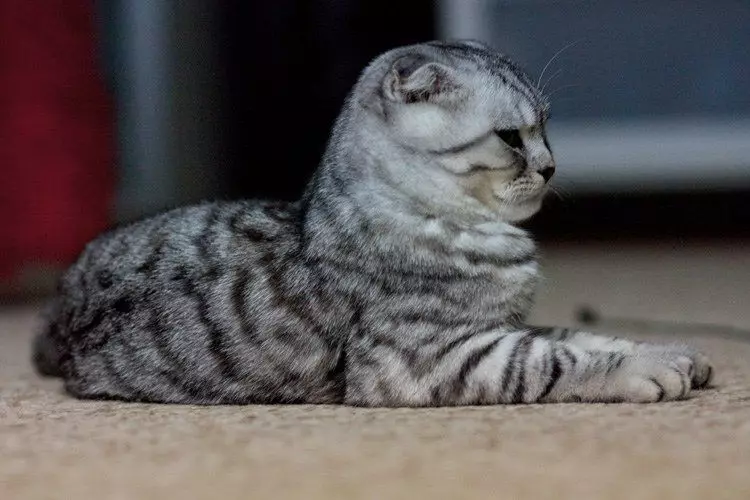 Schottische Katze lügt