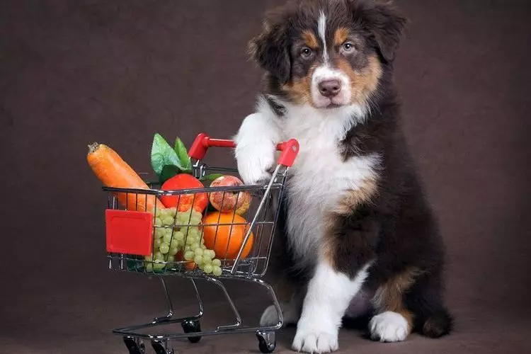 Cane con verdura e frutta