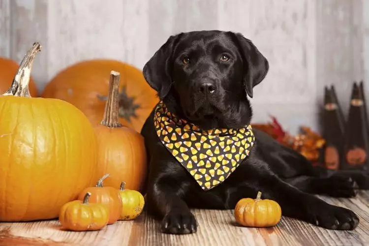 Cane e zucca