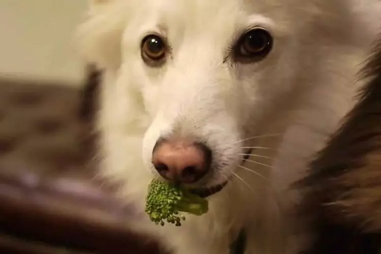 Câine care mănâncă broccoli