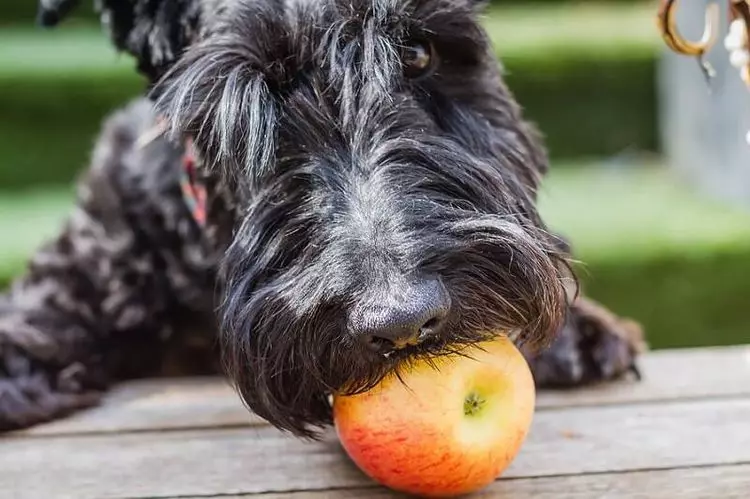 Cane che mangia mela