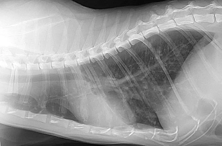 고양이의 흉부 엑스레이