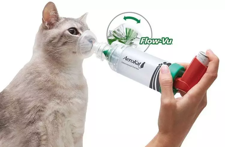 Aerosol asma pada kucing