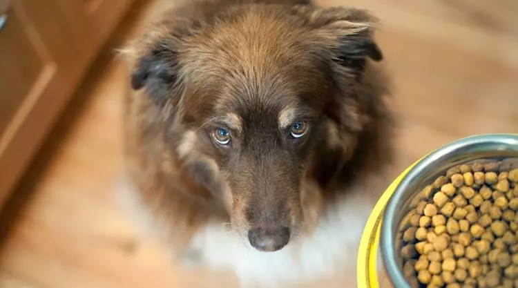 Köpek yemek yemeyi reddediyor