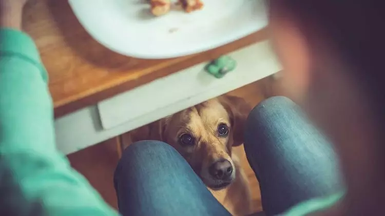 Köpek yemek istiyor