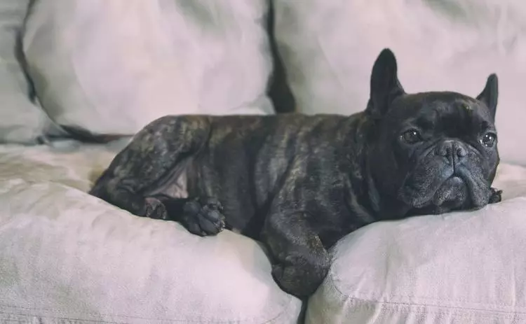 Köpek yemek yemeyi reddediyor