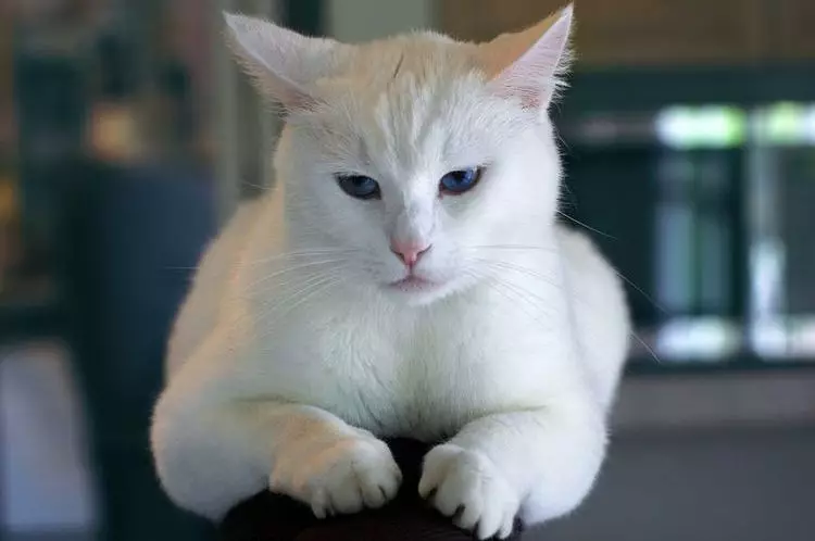 Witte droevige kat