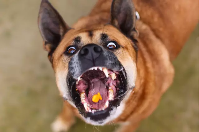 Cachorro comendo comida de gato