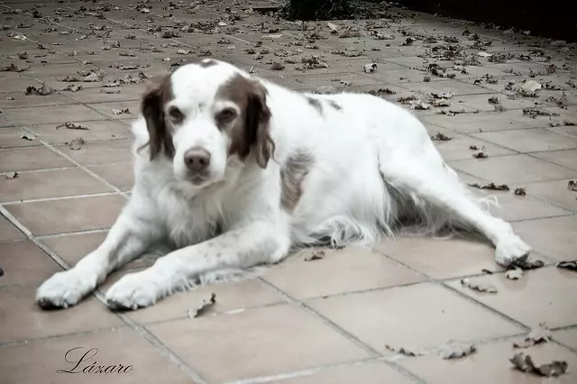 非常に古い犬