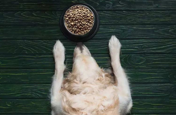 Labrador davant d’un bol de menjar