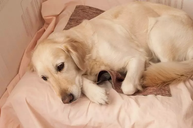 Beige Labrador