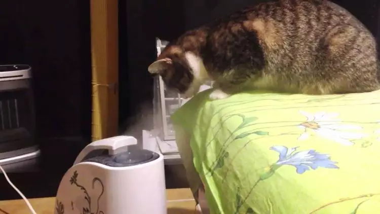 Chat et humidificateur