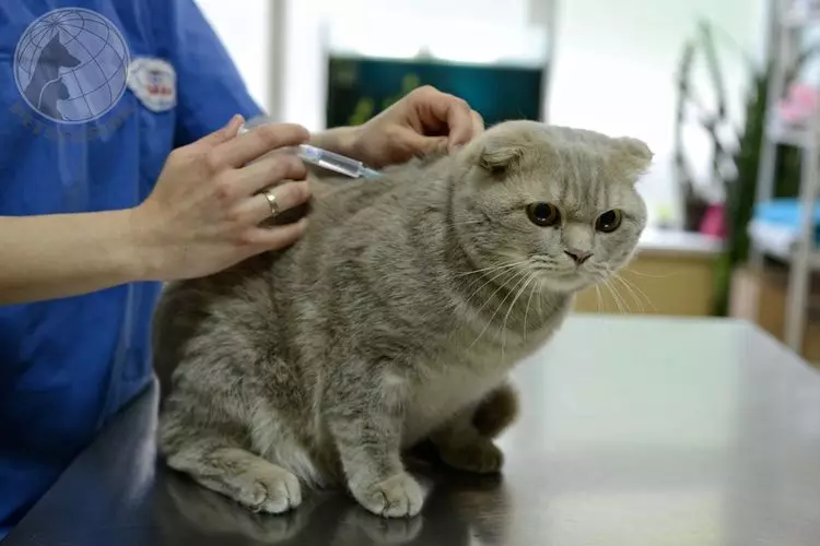 Vacinación contra gatos