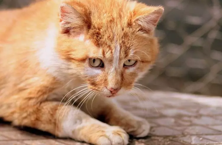 Brongitis by katte en katte: simptome, oorsake en behandeling