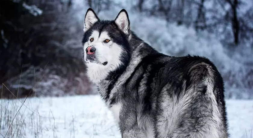 Malamute d'Alaska