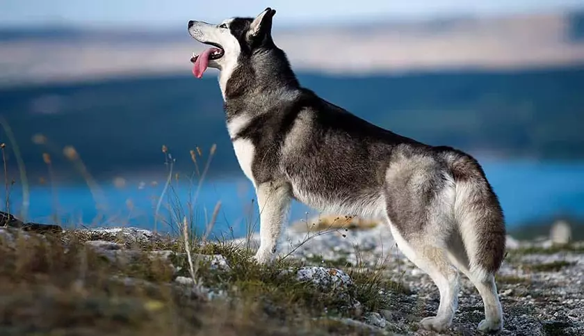 chien husky