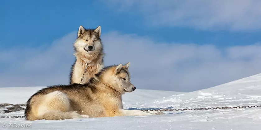 Chiens du Groenland