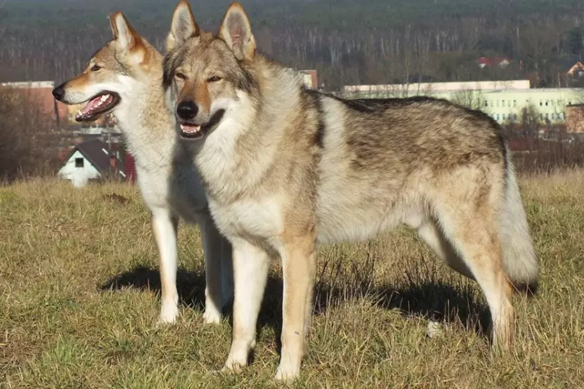 Chien-loup tchèque