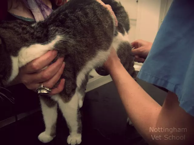 Cateterismo dun gato con cistite