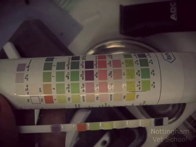 O teste rápido irá ajudá-lo a descobrir rapidamente o pH da urina do seu animal de estimação