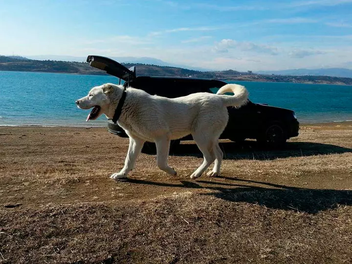 Nagazi (perro pastor de montaña georgiano): descripción de la raza, fotos de perros 320_10