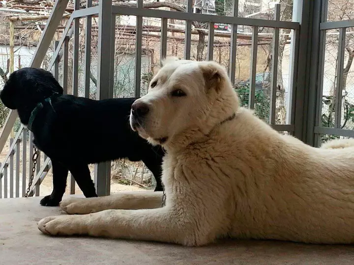 Nagazi (Gürcü dağ çoban köpeği): cinsin tanımı, köpeklerin fotoğrafları 320_11