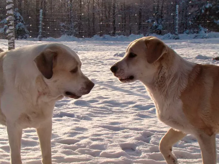 Nagazi (Gürcü dağ çoban köpeği): cinsin tanımı, köpeklerin fotoğrafları 320_13