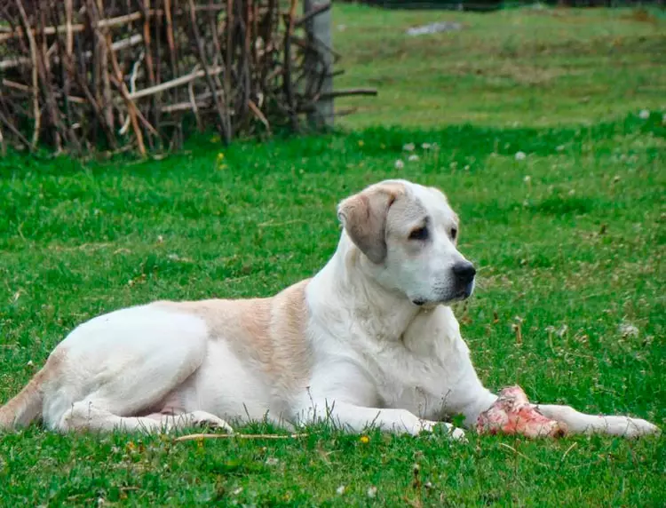 raza de perro Kartuli Nagazi