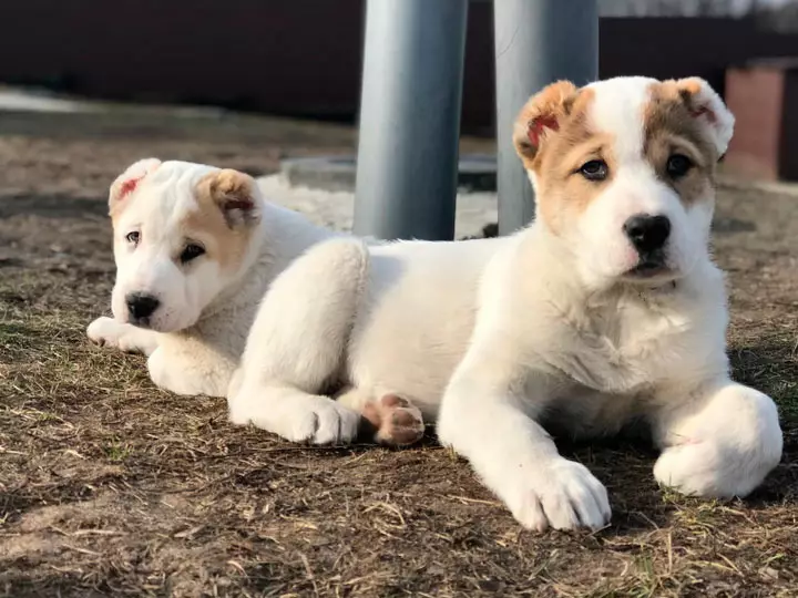 Nagazi (perro pastor de montaña georgiano): descripción de la raza, fotos de perros 320_8