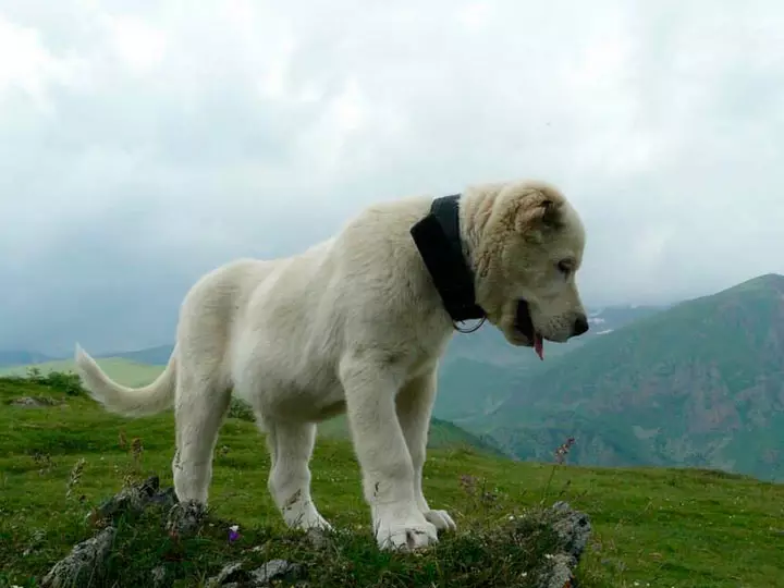 Nagazi (Gürcü dağ çoban köpeği): cinsin tanımı, köpeklerin fotoğrafları 320_9