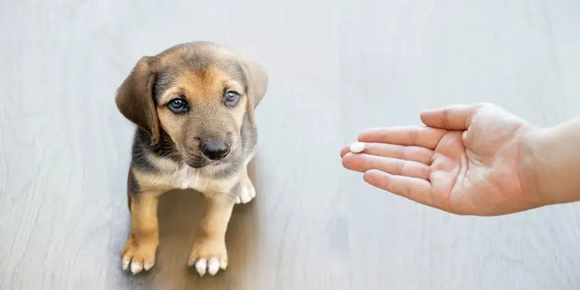 Bir köpek yavrusu için suprastin tableti
