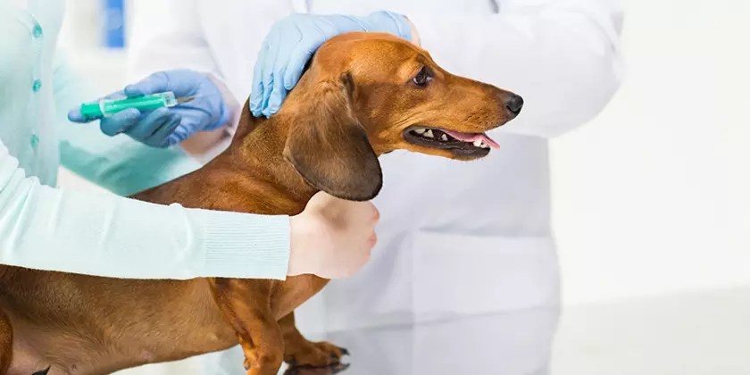 Köpek enjeksiyonu