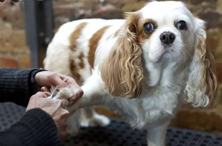 Hunden klipper håret mellem poternes puder