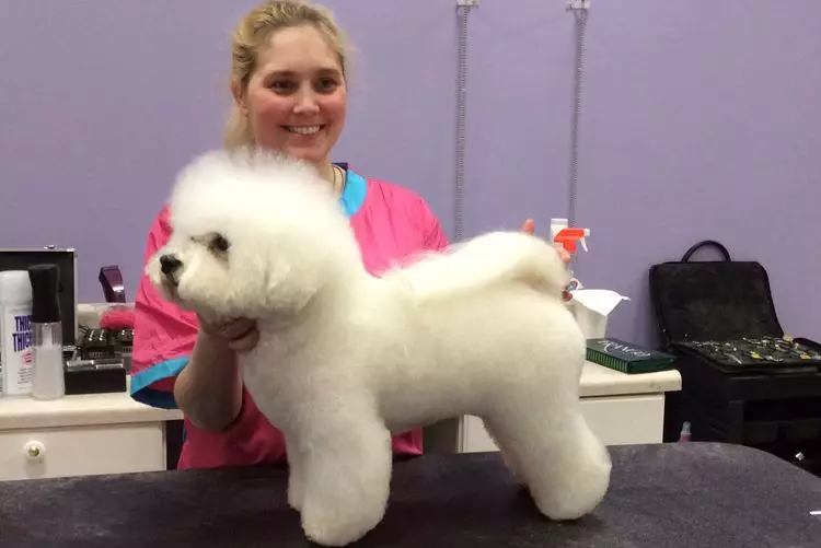 Cắt tóc Bichon