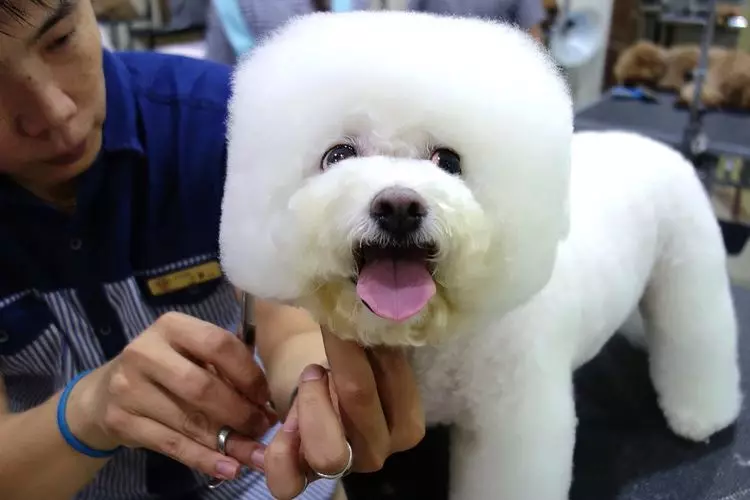 Potongan rambut anjing persegi