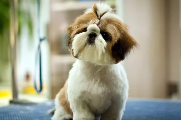 Схема за подстригване Shih Tzu