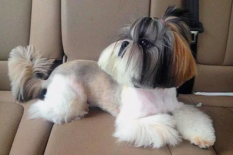 Shih Tzu fodrászséma