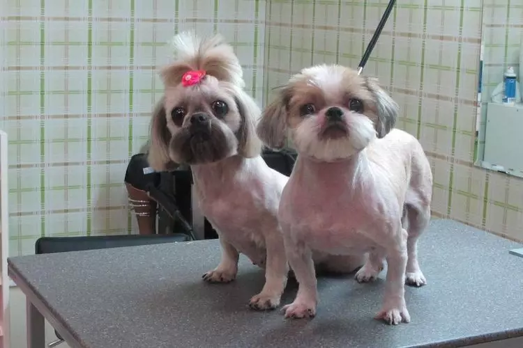 Shih Tzu fodrászséma